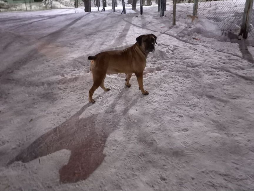 Южноафриканский бурбуль