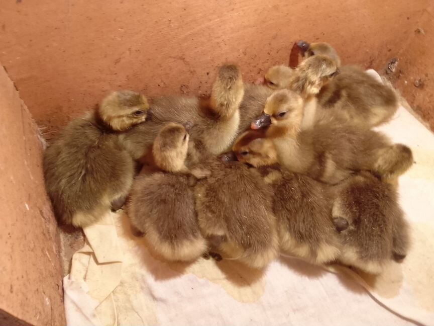 Гусята крупно серые