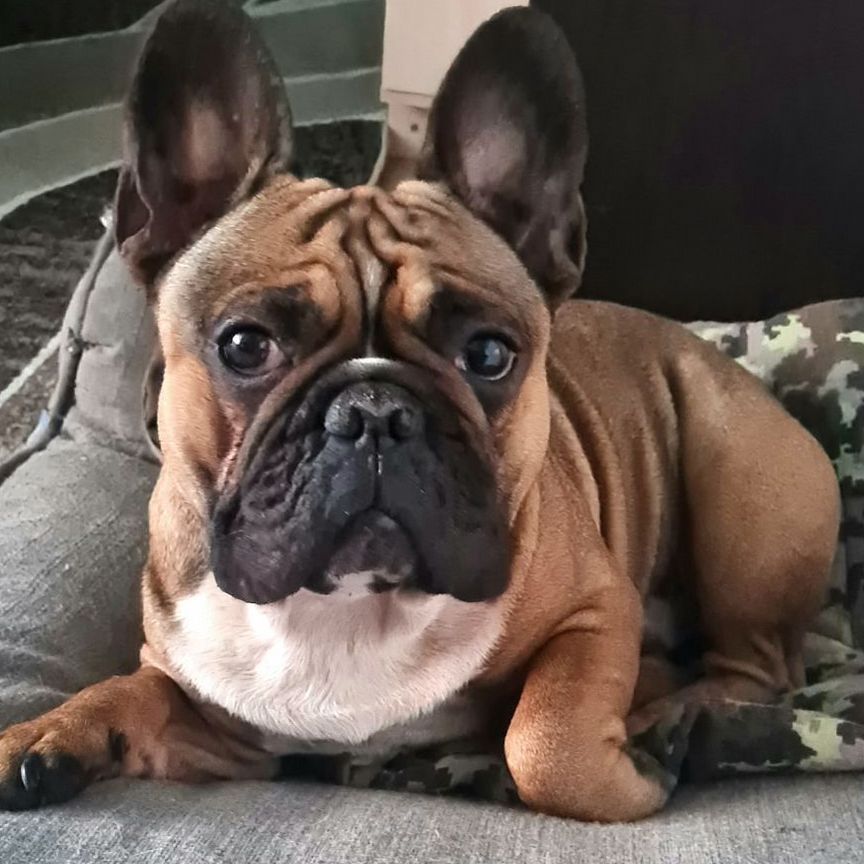 Французский бульдог кабель вязка