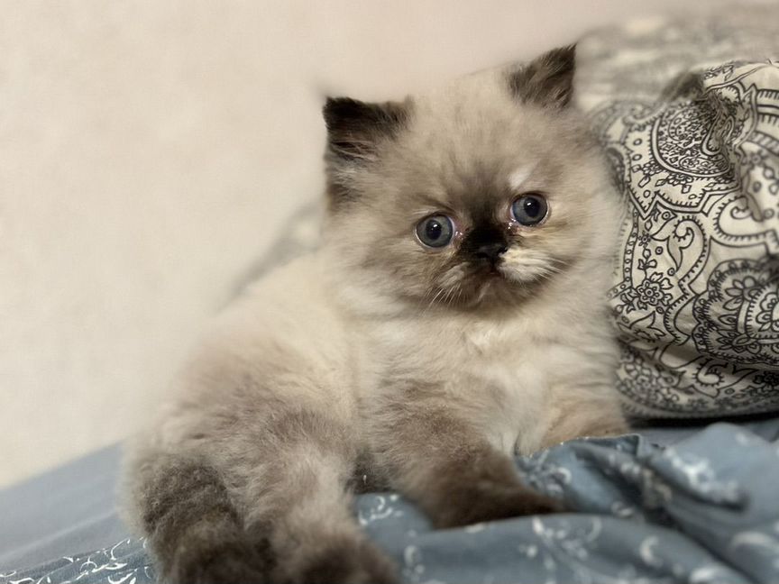 Персидская гималайская кошечка