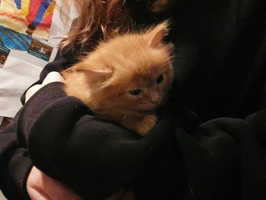 Котятки в добрые руки