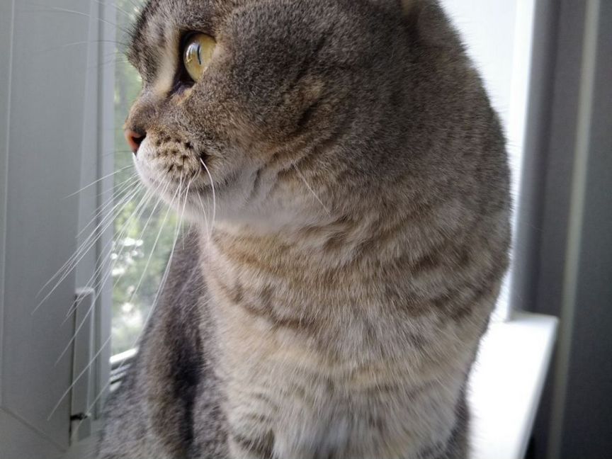 Кошка девочка, 3 года, в хорошие руки