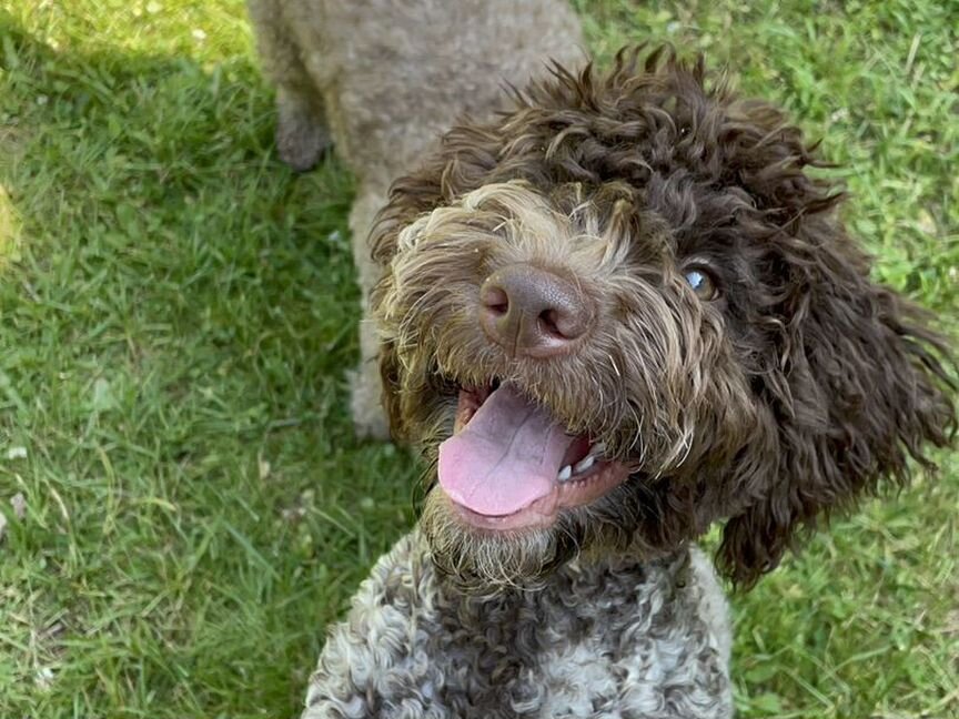 Лаготто романьоло