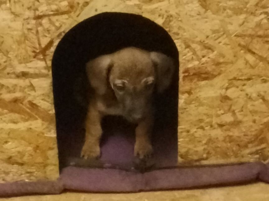 Щенки таксы