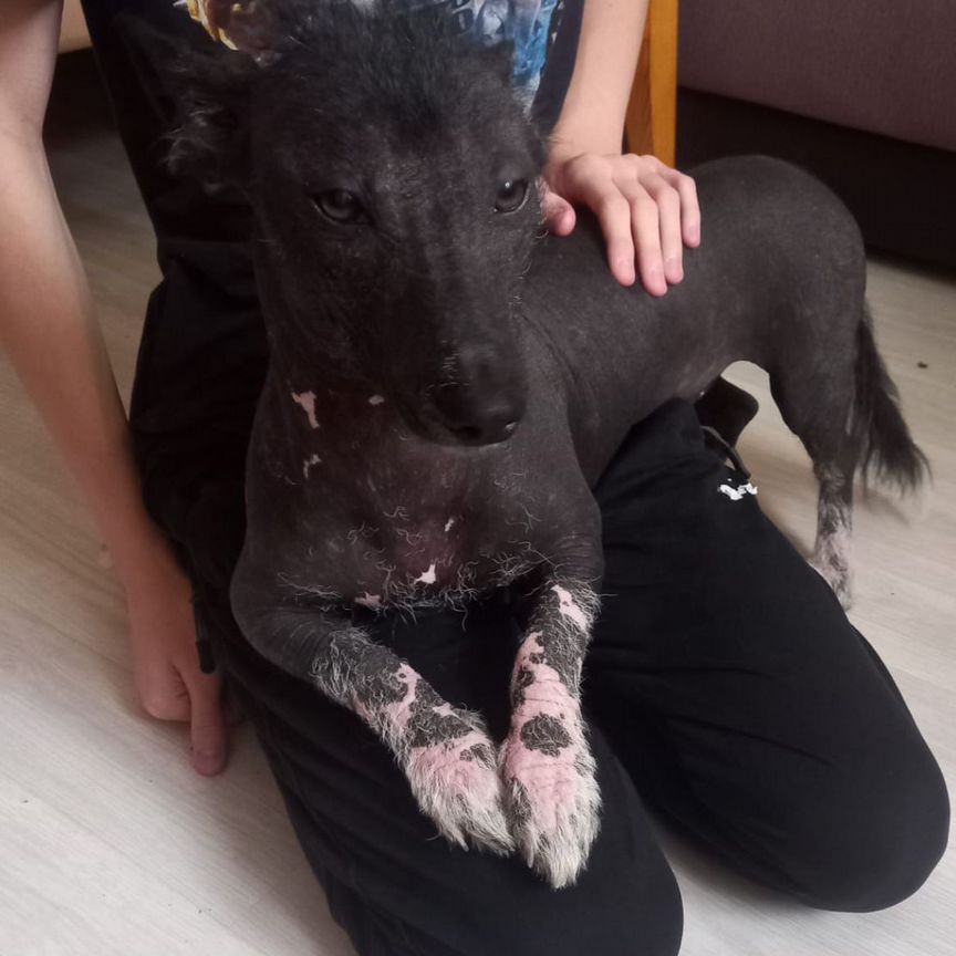 Домашние животные собаки