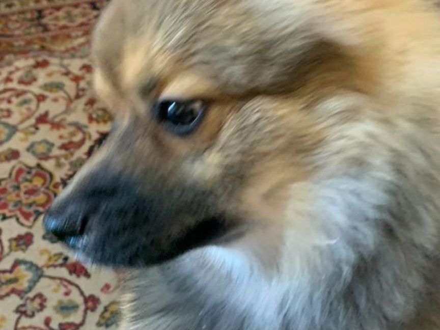 Маленькая собака шпиц