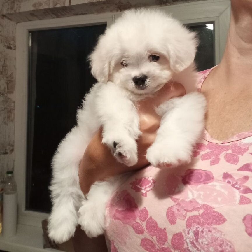 Мальтипу f1 мини