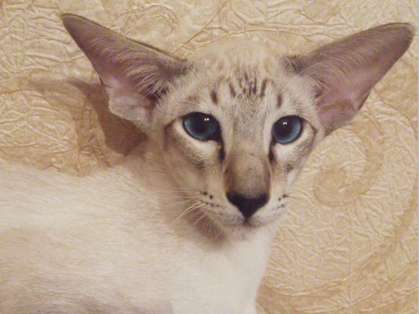 Ориентальные котята с документами