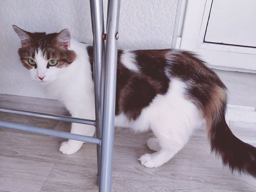 Кошка в дар бесплатно