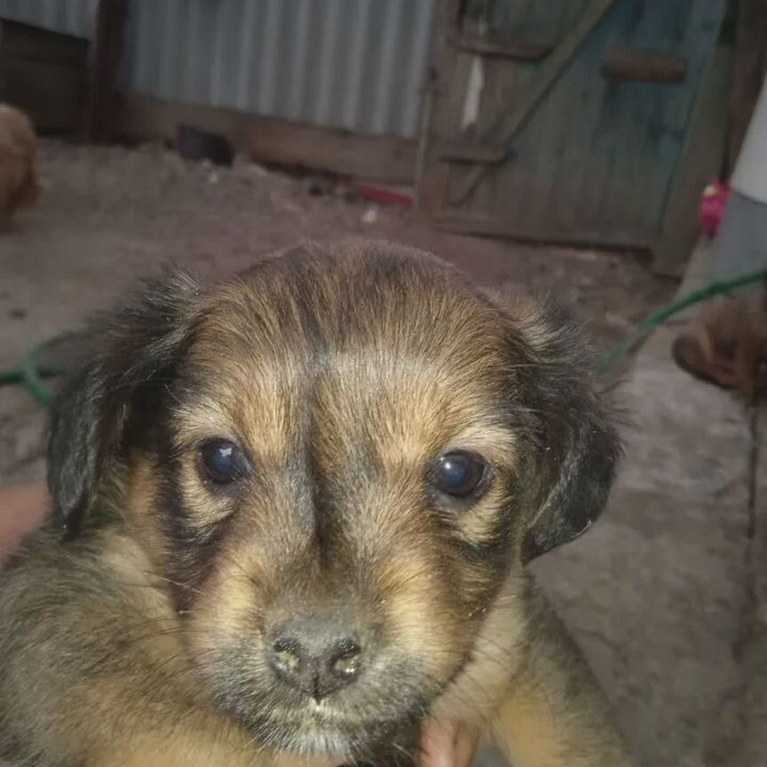 Собака в добрые руки отдам бесплатно