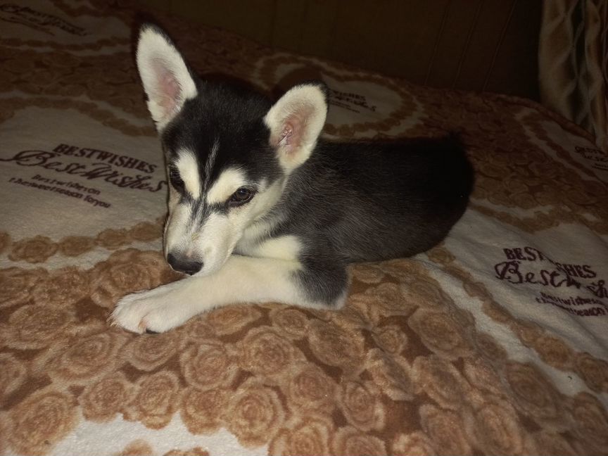 Щенки хаски