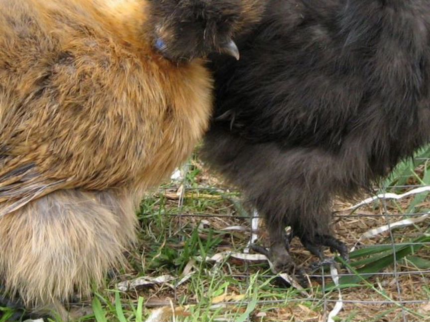 Китайские шолковые куры