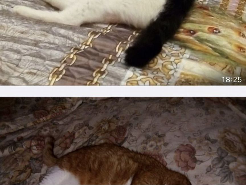Отдам животных в добрые руки