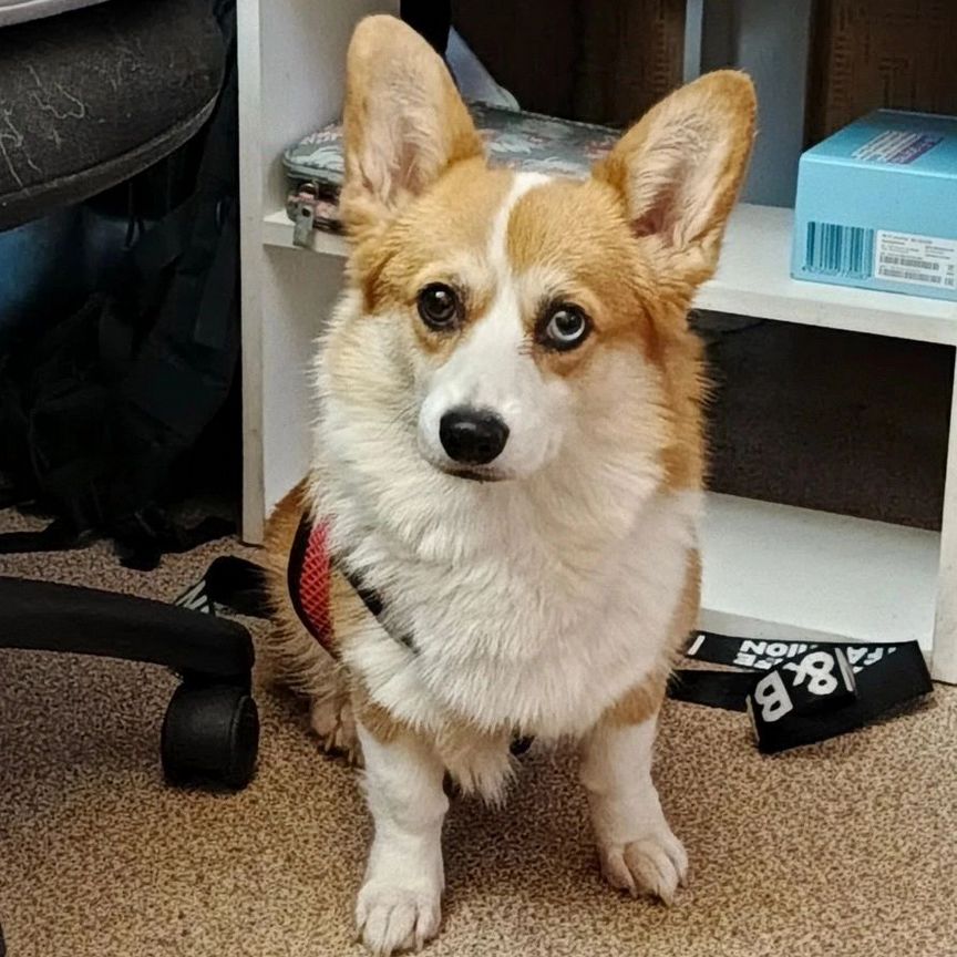 Вельш-корги