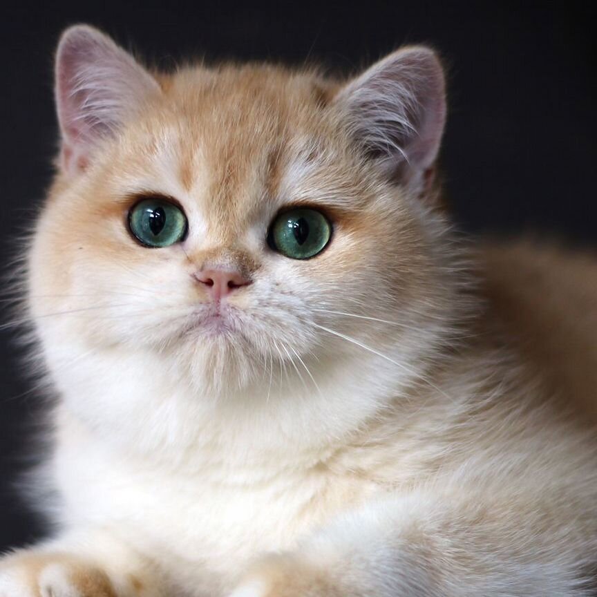 Британский короткошёрстный котёнок