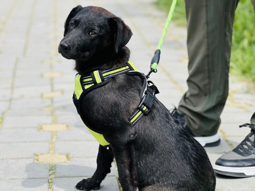 Щенок мальчик ищет дом