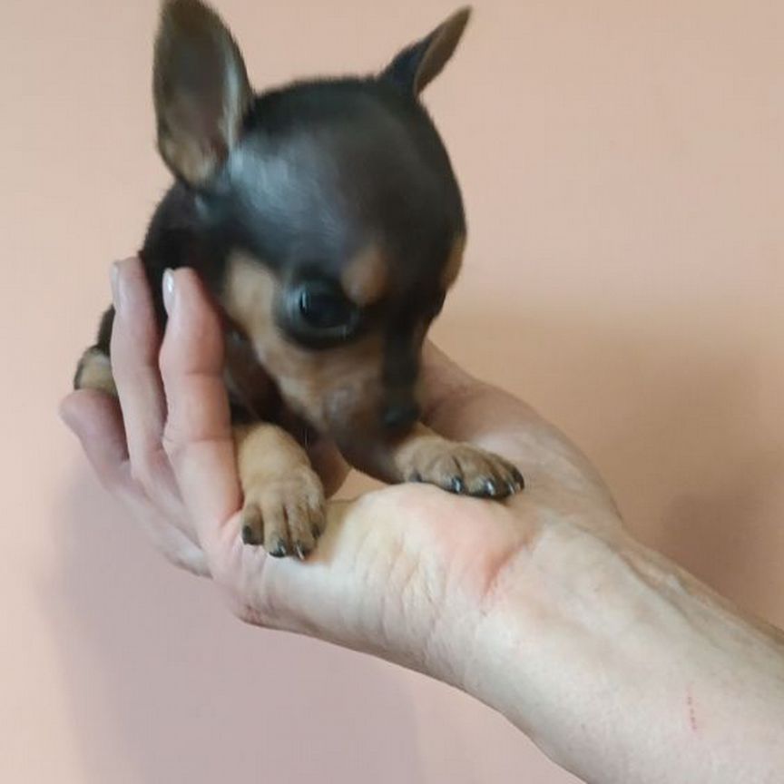 Русский той-терьер, щенок