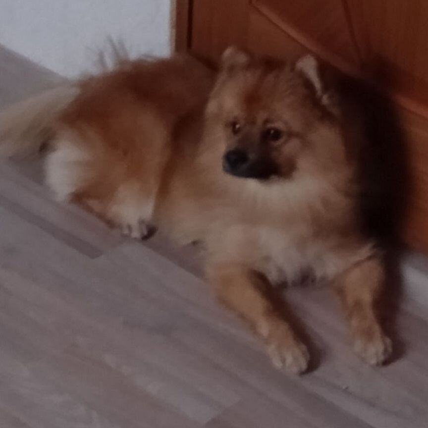 Продаю шпица