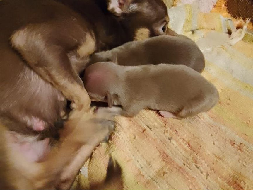 Щенки тойчика