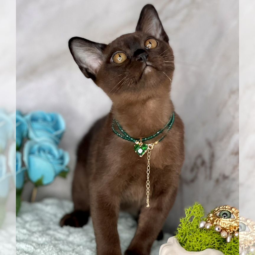 Мальчик Европейский Бурманский