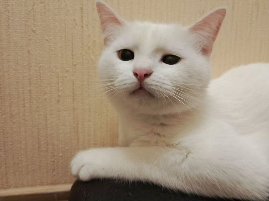 Котик ищет хозяина