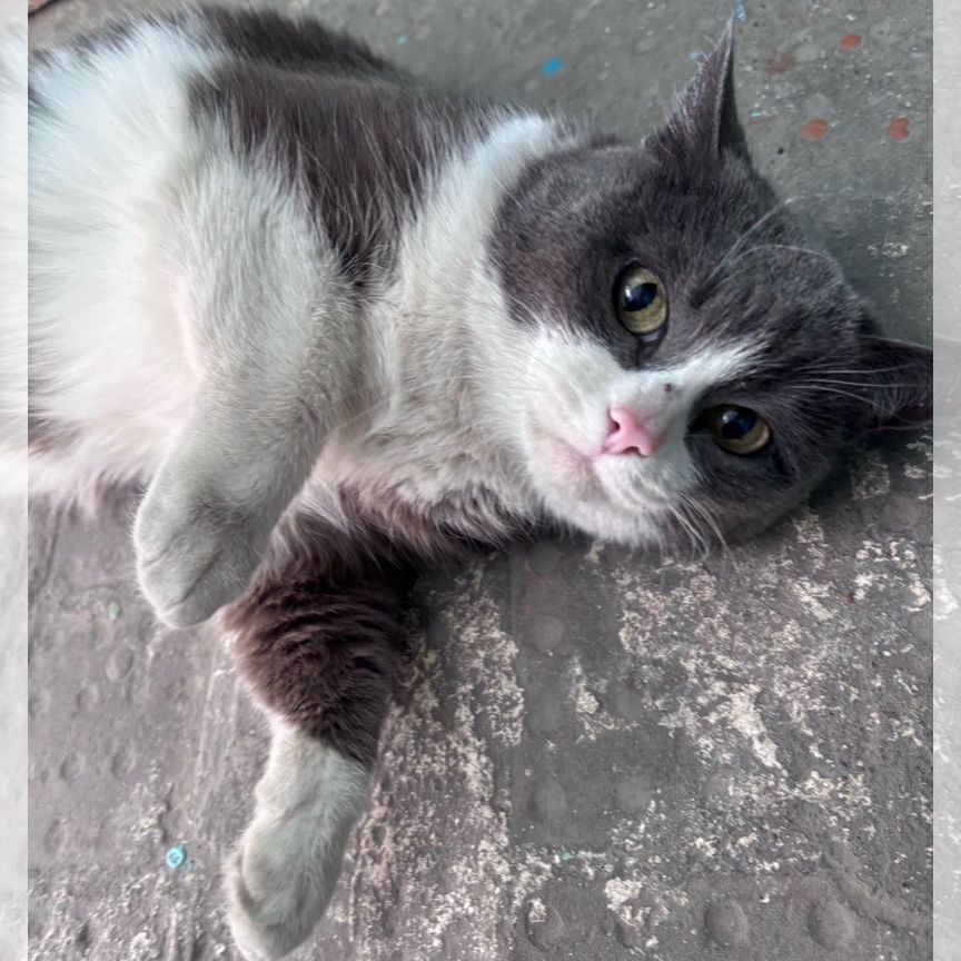 Взрослая, кошка в добрые руки