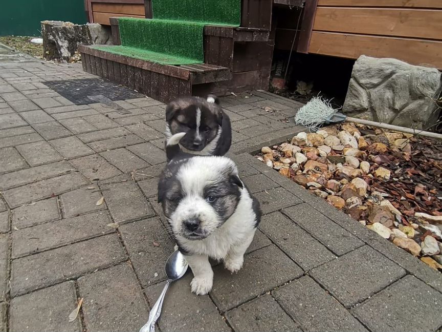 Щенки алабая в добрые руки