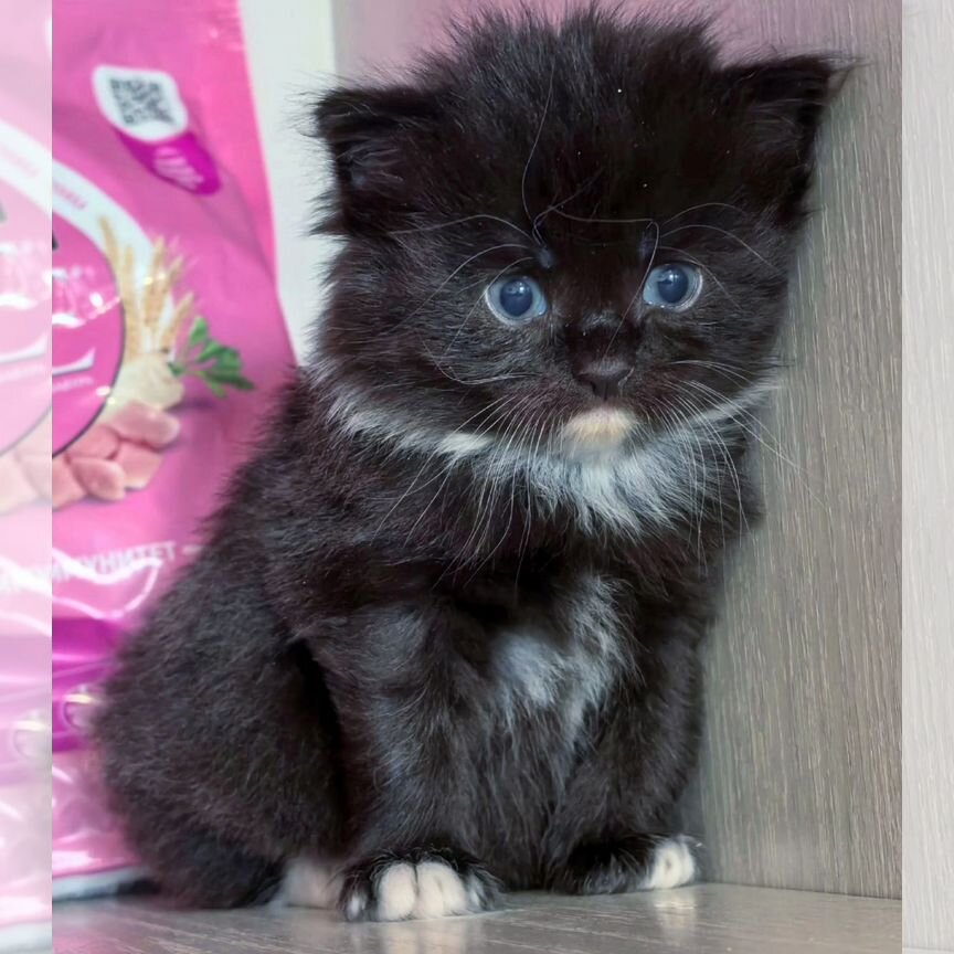 Котёнок Рокки бесплатно