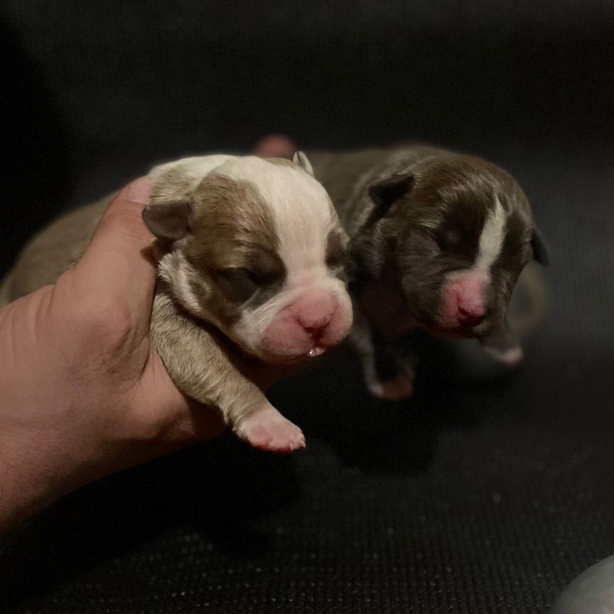 Американский стаффордширский терьер