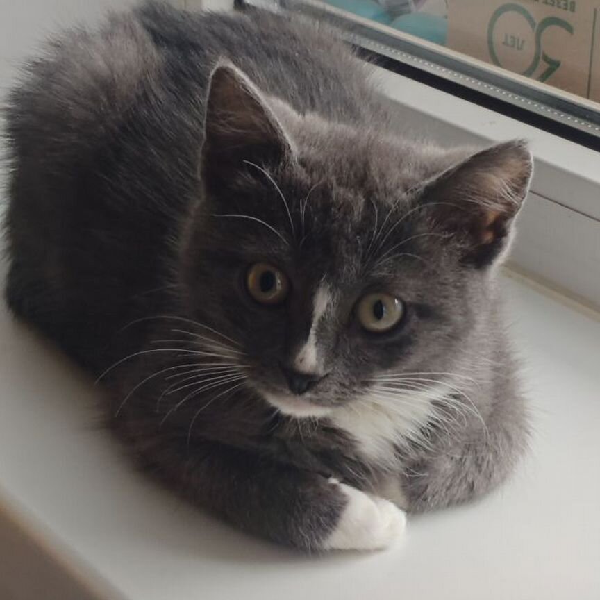 Котёнок в добрые руки