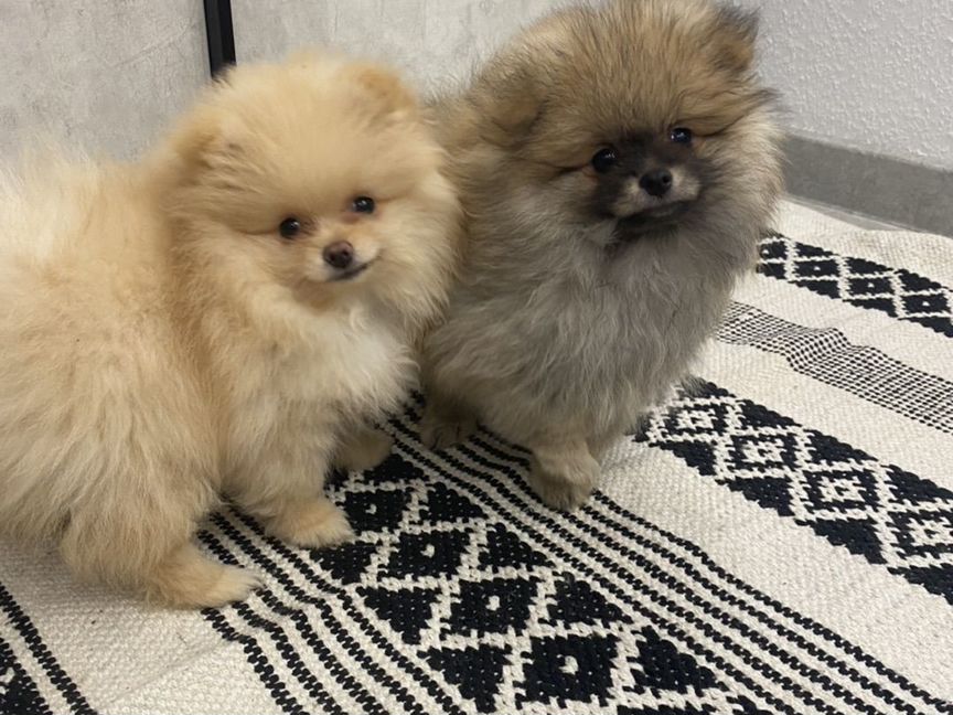 Померанский шпиц