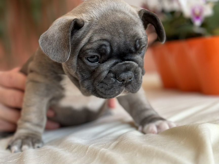 Маленький французик