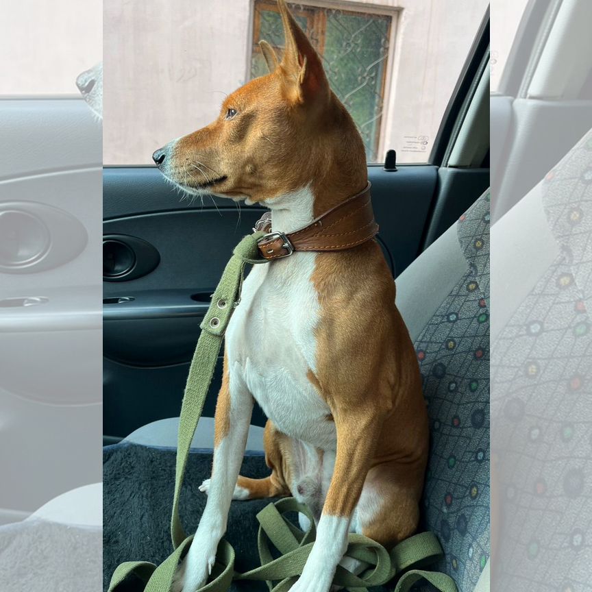 Басенджи, взрослый пёс