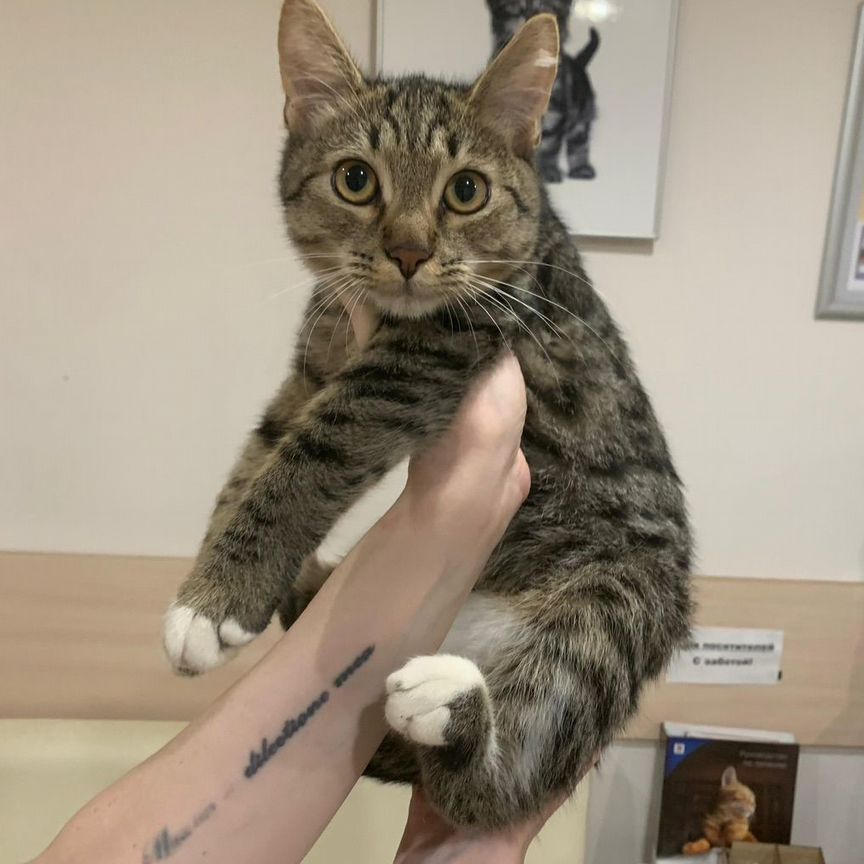 Котенок 6 месяцев