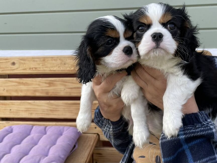 Кавалер кинг чарльз спаниель