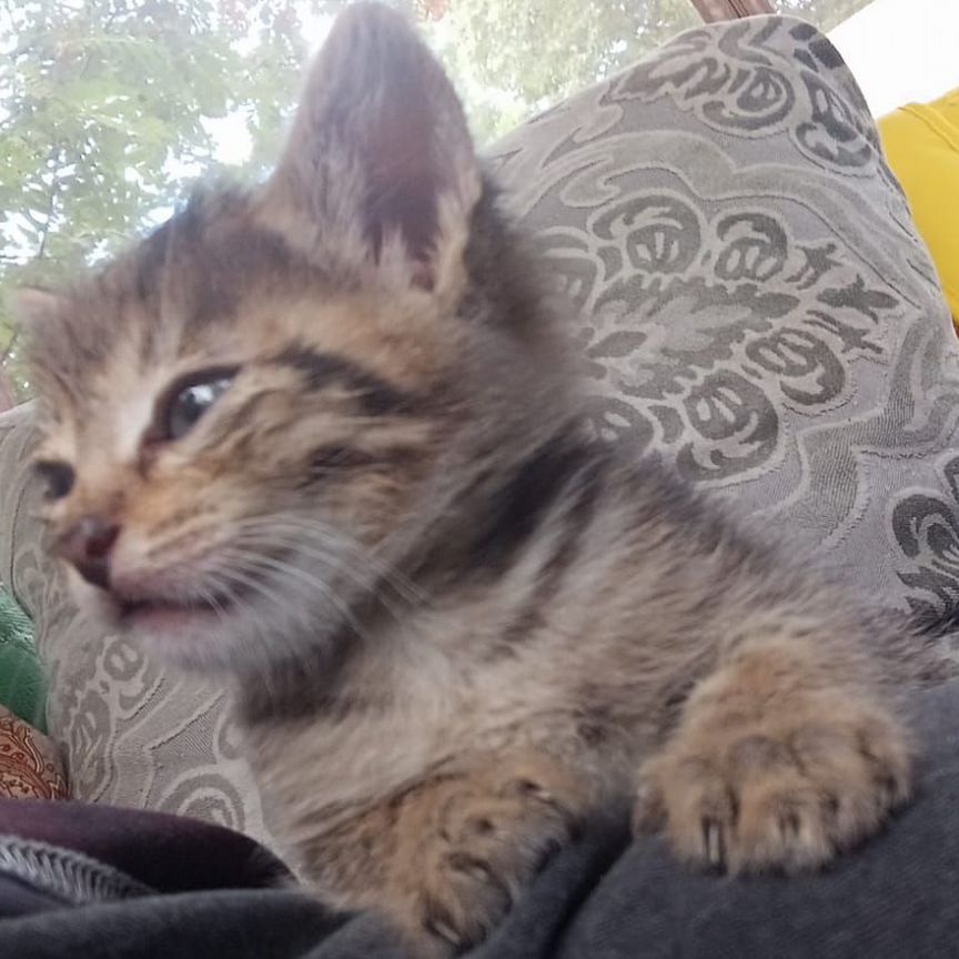 Котенок мальчик 1 месяц.милый.подобран на улице.сп