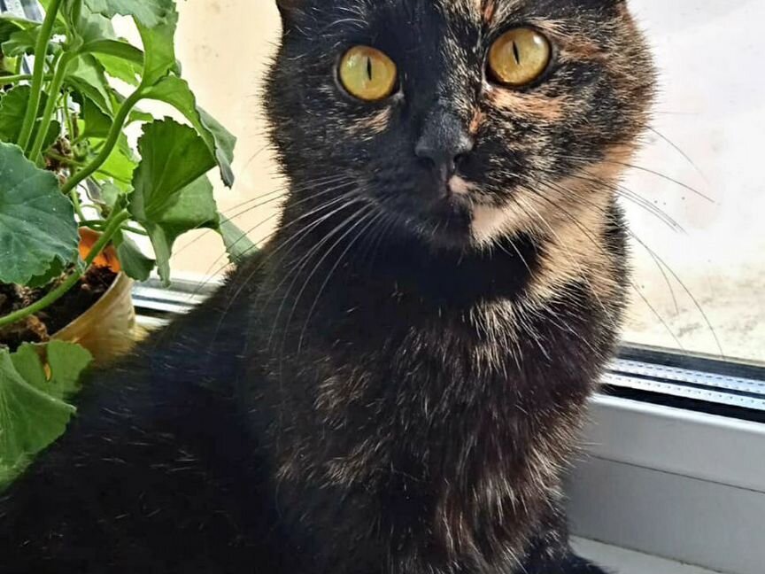 Кошечка Буся ищет дом