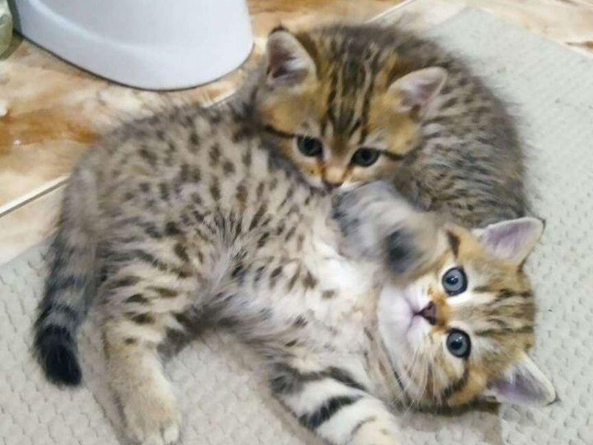 Британские Табби Браун и Вискас