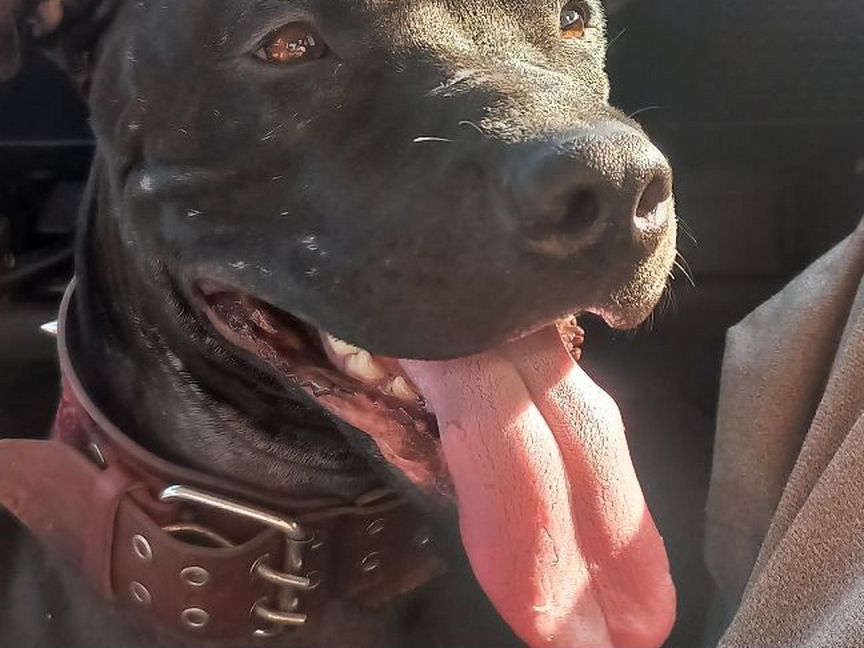 Питбуль в добрые руки