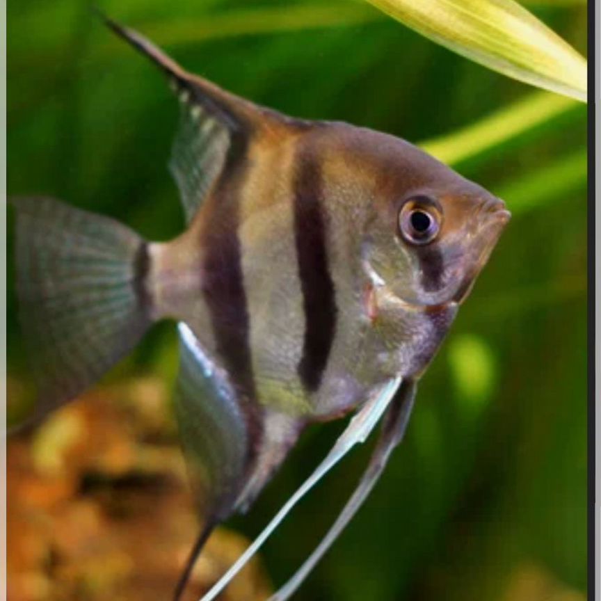 Аквариумные рыбки