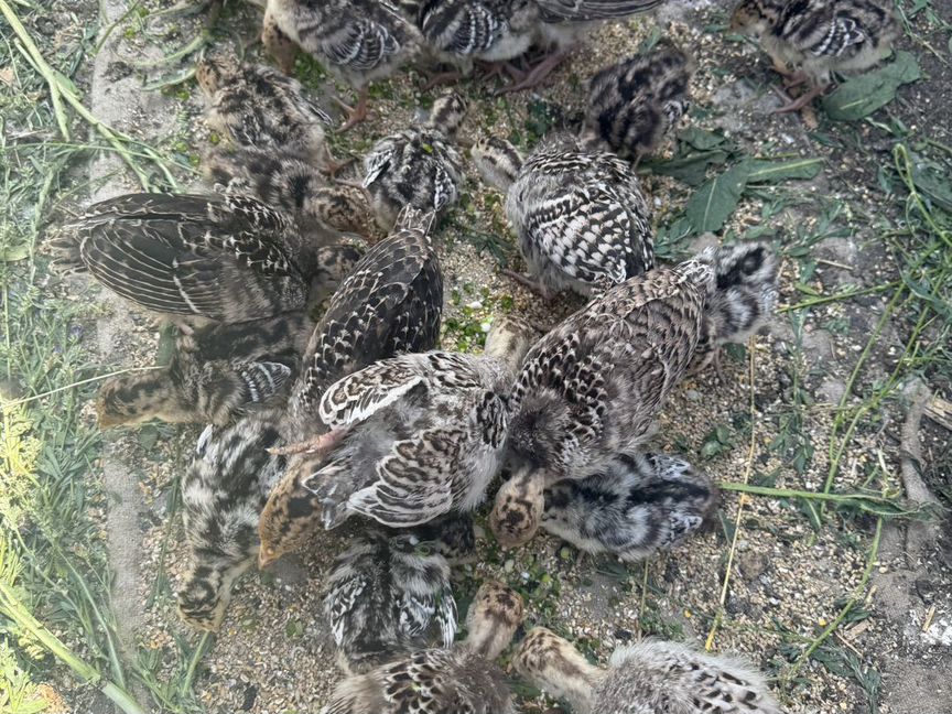 Продаю индюшат