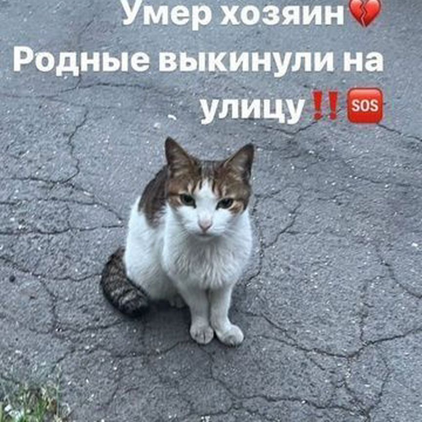 Кошки в добрые руки