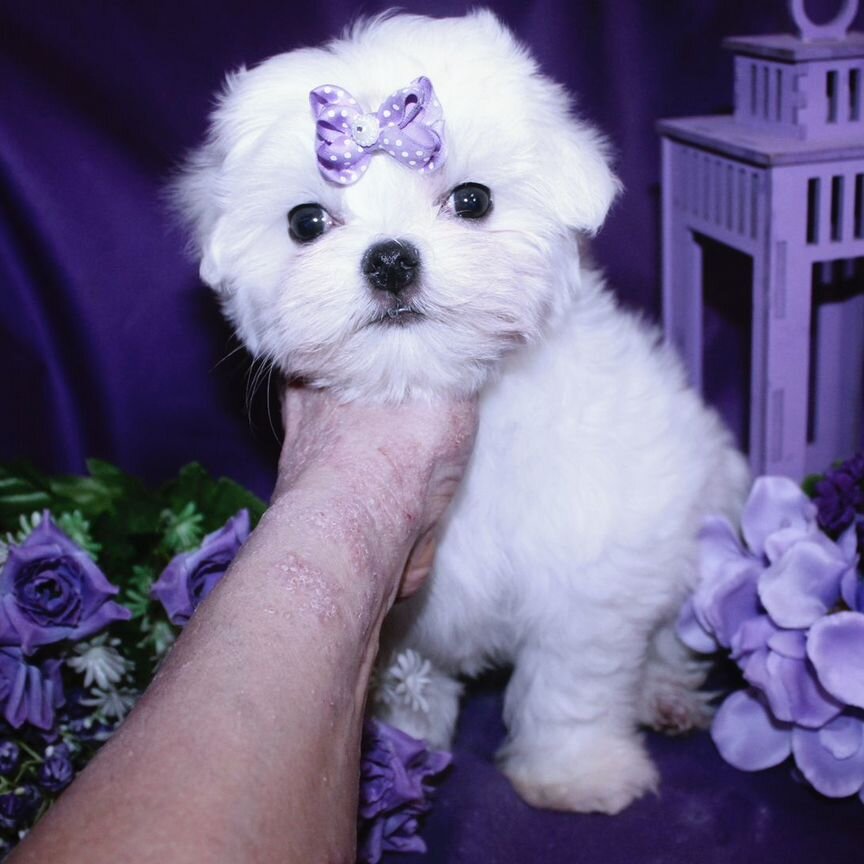 Мальтийская болонка, щенок