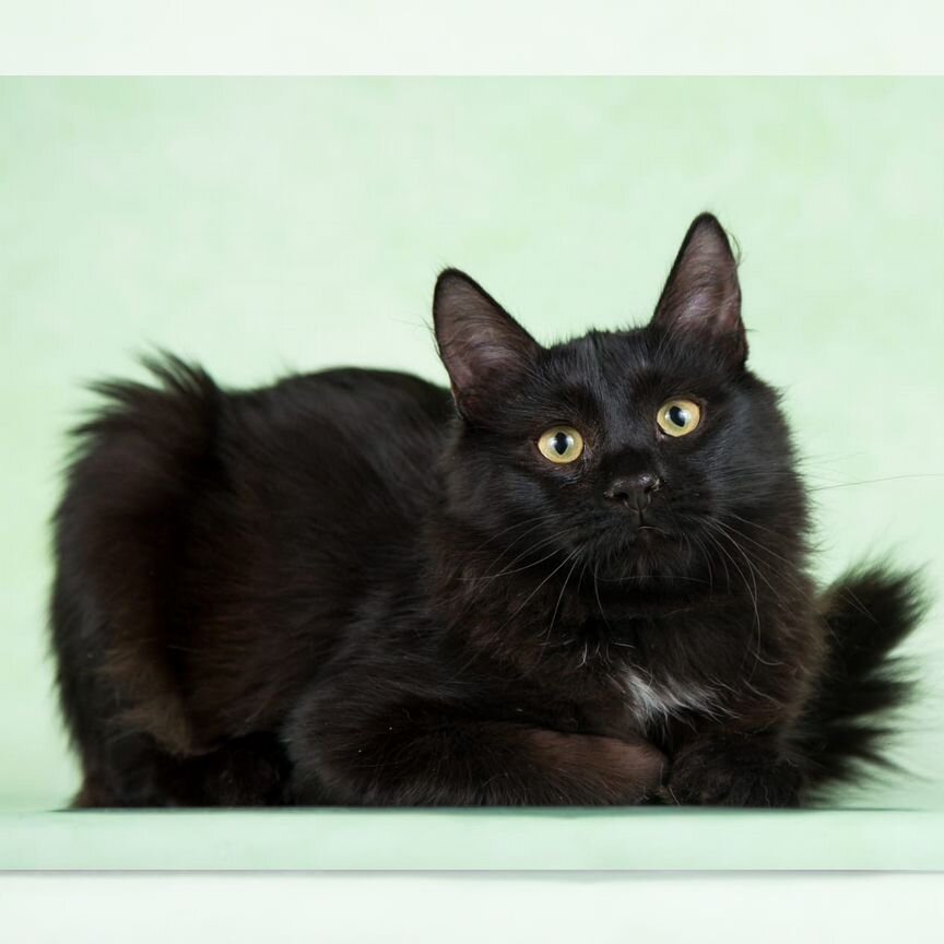 Черный котик