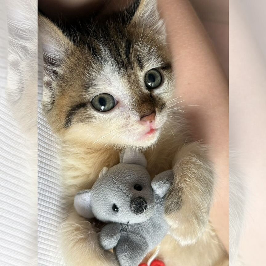Милый котенок ищет свою семью