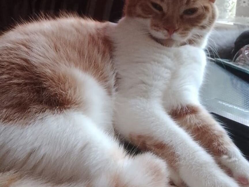 Кошки в добрые руки