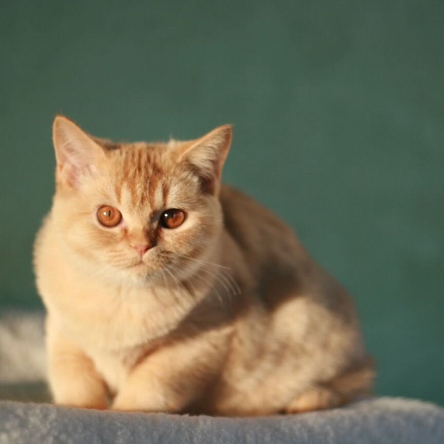 Британские чудо-котята
