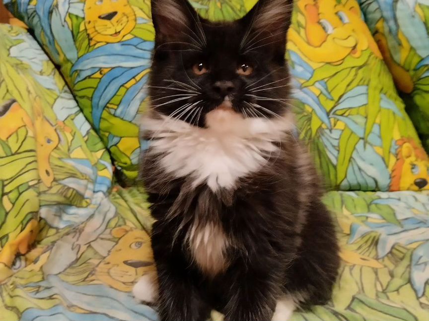 Котята мейн-кун