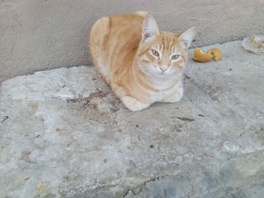 Котик