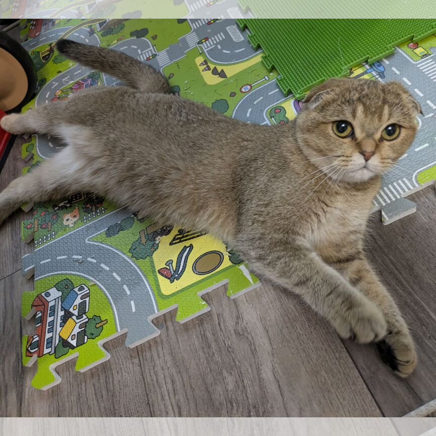 Шотландская вислоухая короткошёрстная, взрослая кошка